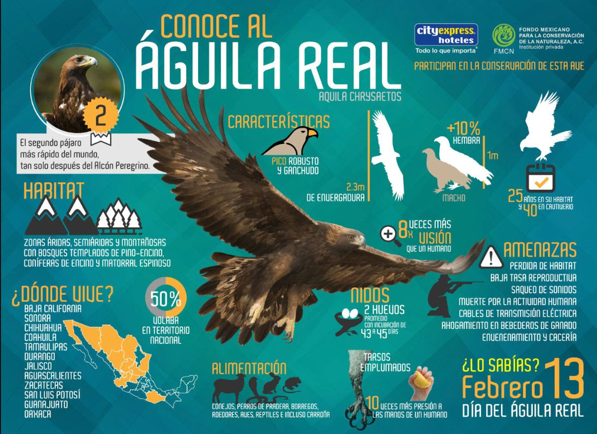 El águila Real Una Especie Emblemática Para Los Mexicanos Iway Magazine